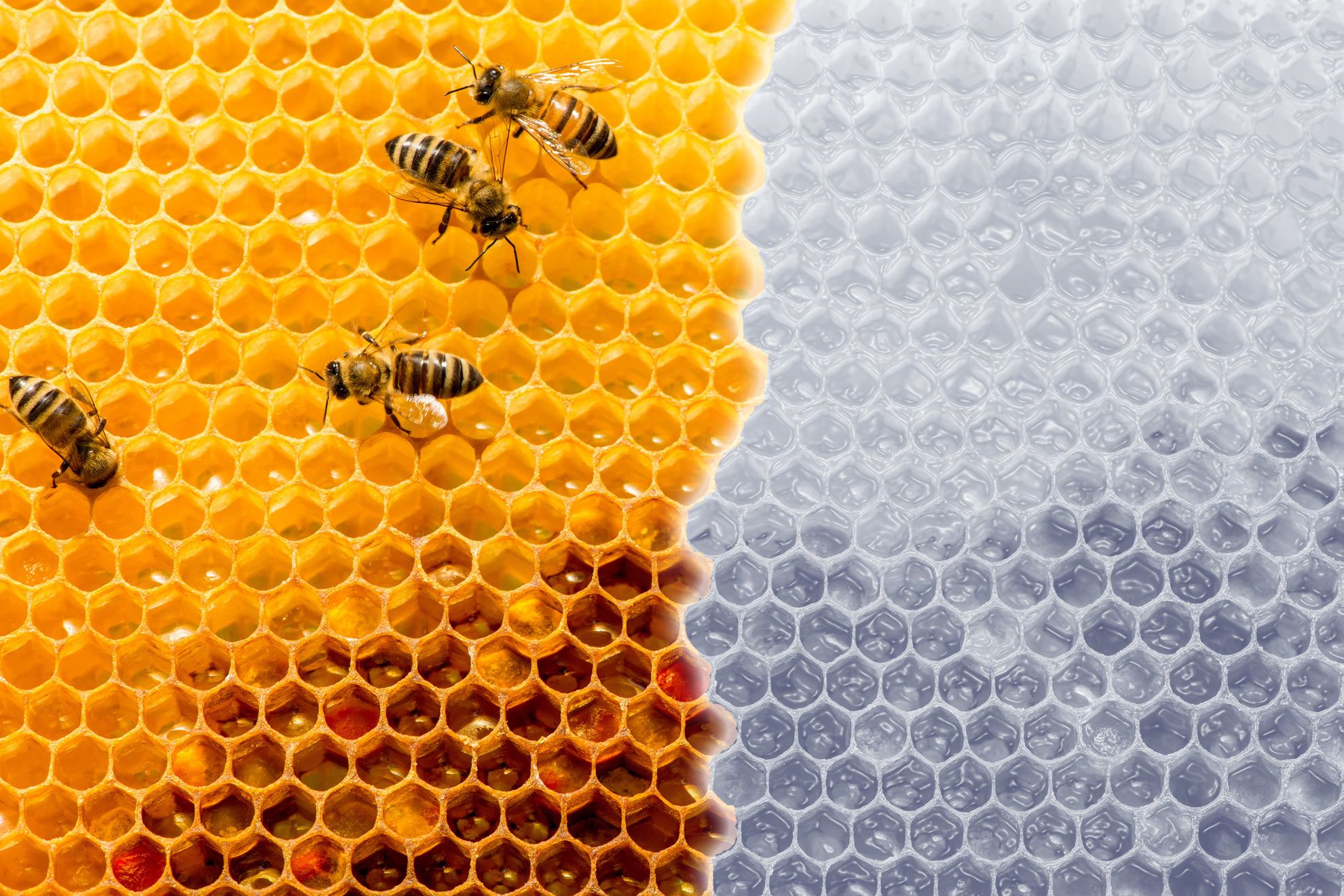 Inovação que imita a natureza: Conheça a biomimética e suas aplicações